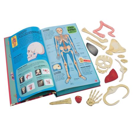 Build the Human Body (Book & Model) | House of Marbles